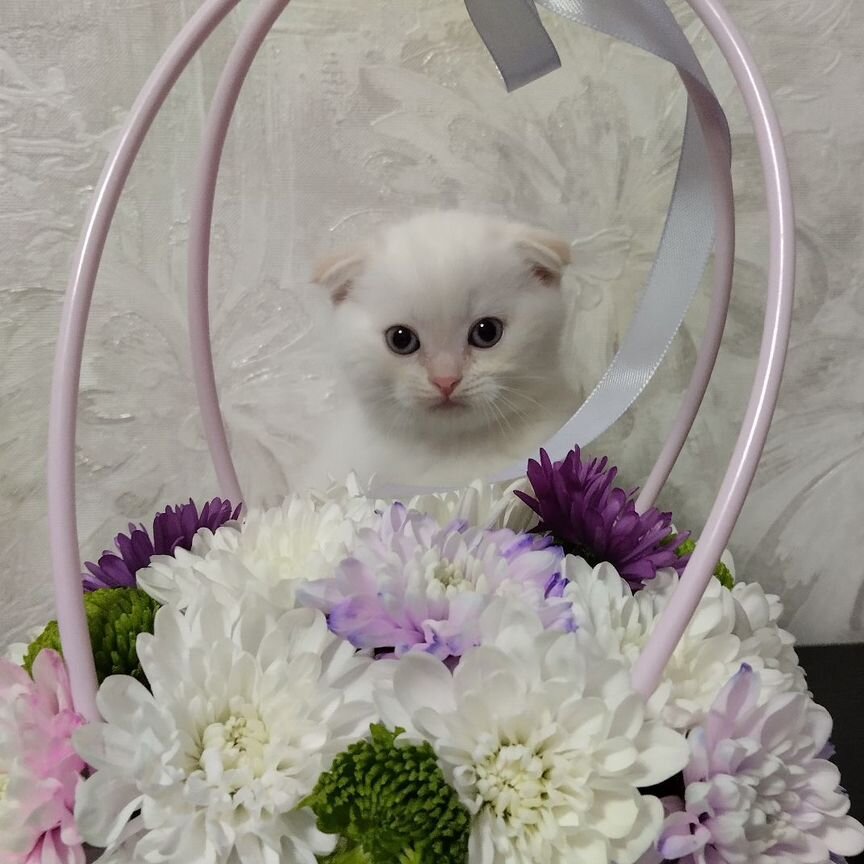 Шотландский котёнок