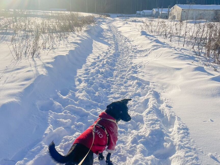 Собака в добрые руки