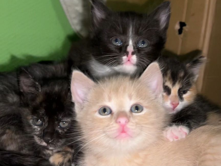 Котята в добрые руки бесплатно