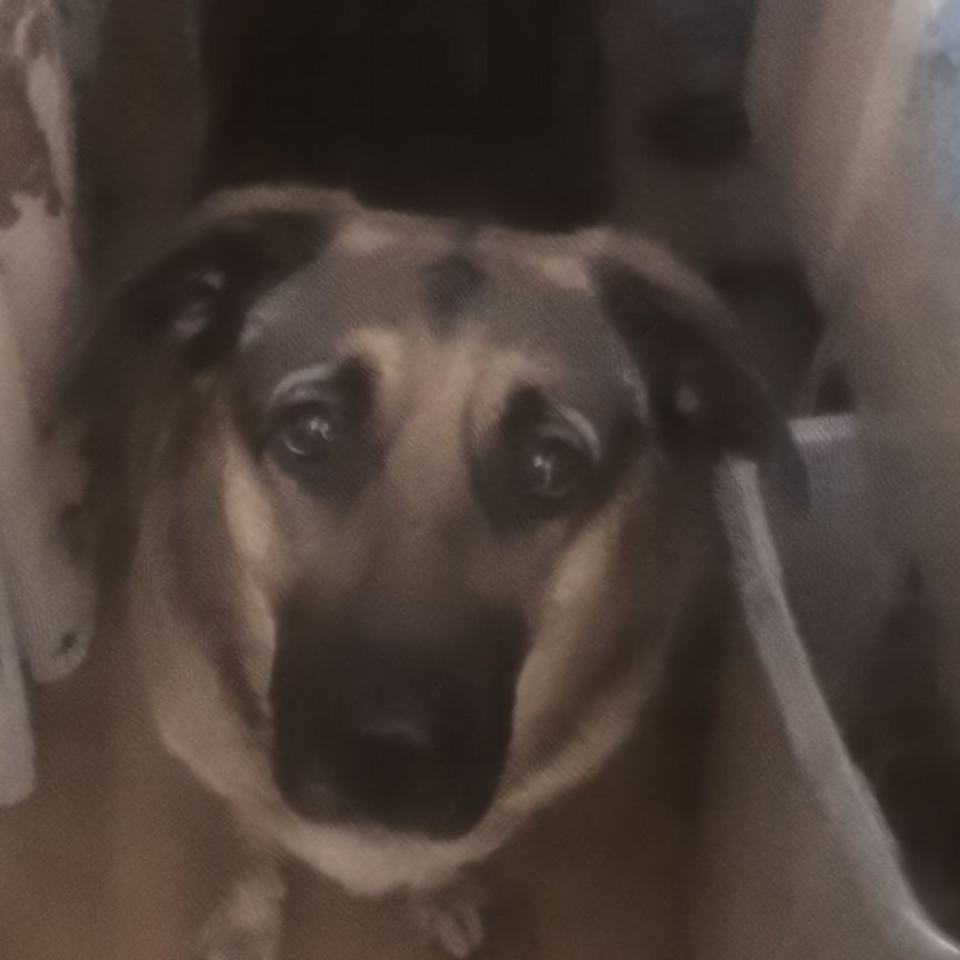 Немецкая овчарка, взрослая собака