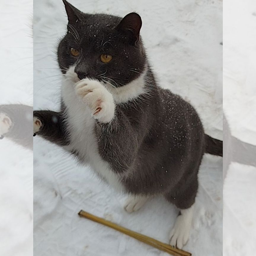 Взрослый кот в добрые руки