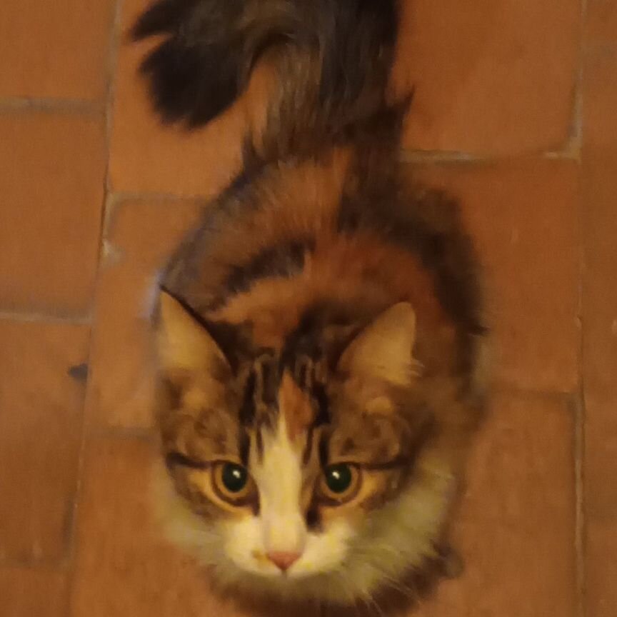 Найдена трёхцветная молодая кошечка