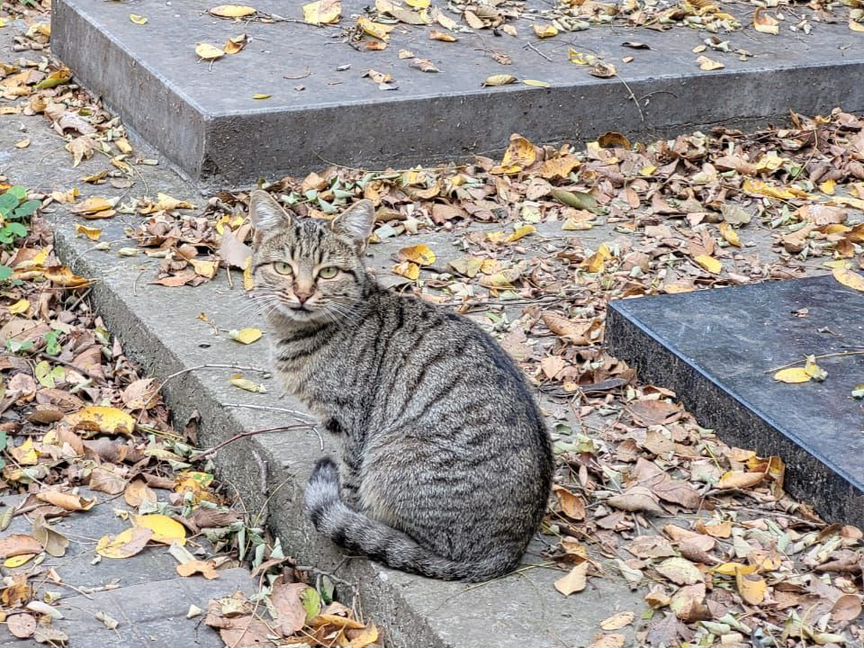 Приютите с кладбища