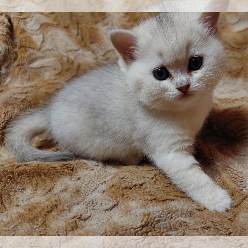 Очаровательная плюшечка