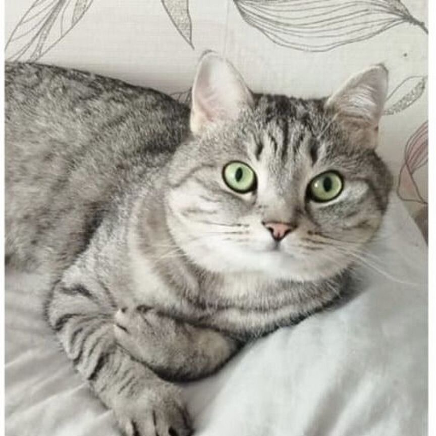 Кот 4 года ищет дом