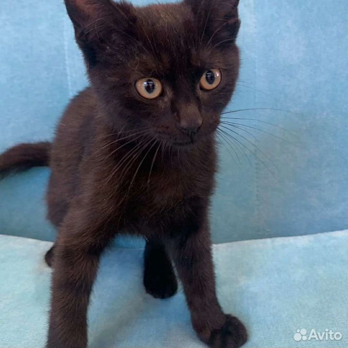 Черный котенок бесплатно