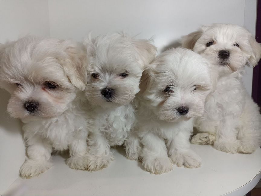 Мальтийская болонка