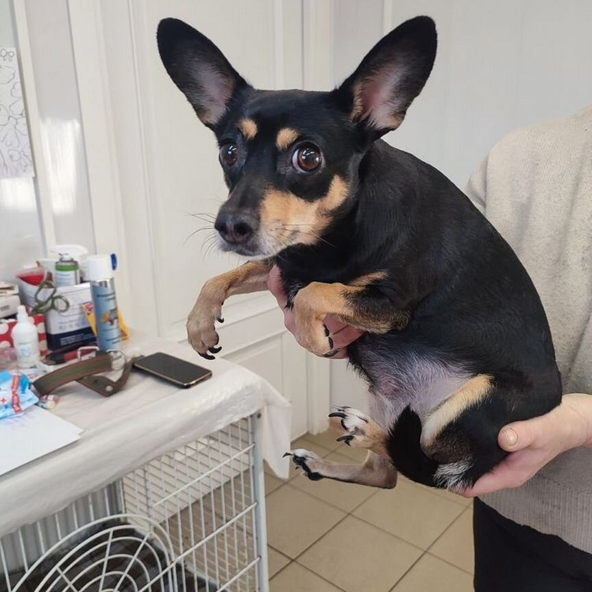 Русский той-терьер, взрослая собака