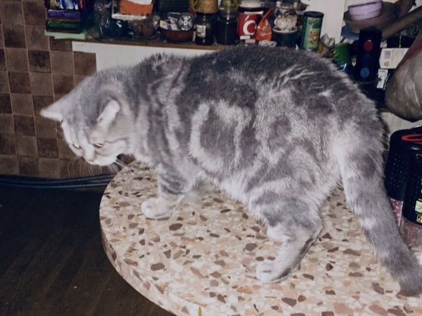 Котик Крокус, 2 года