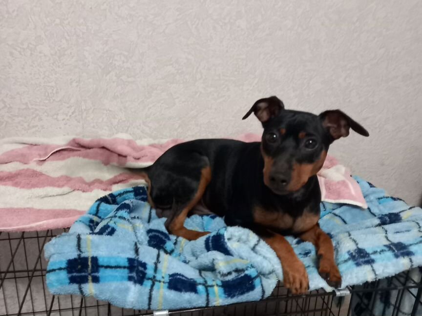 Вязка цвергпинчер