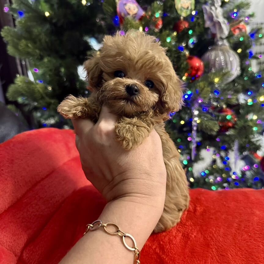 Мальтипу, щенок