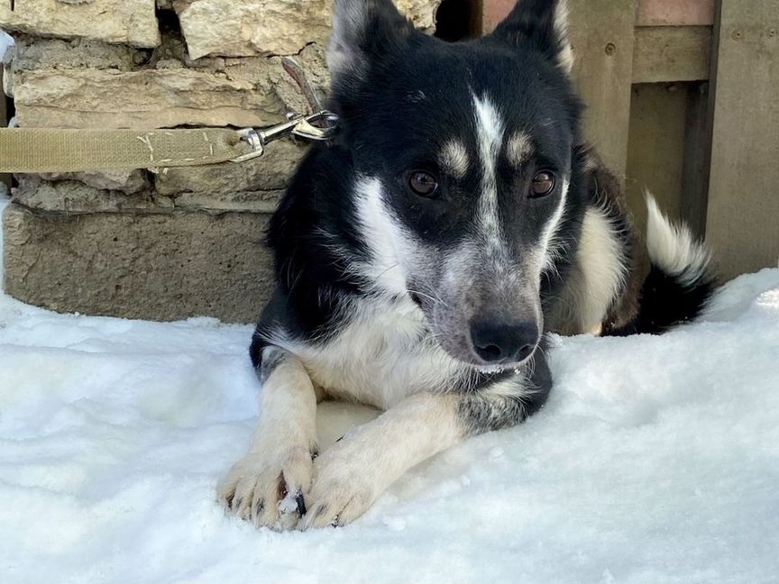 Собака Викуся