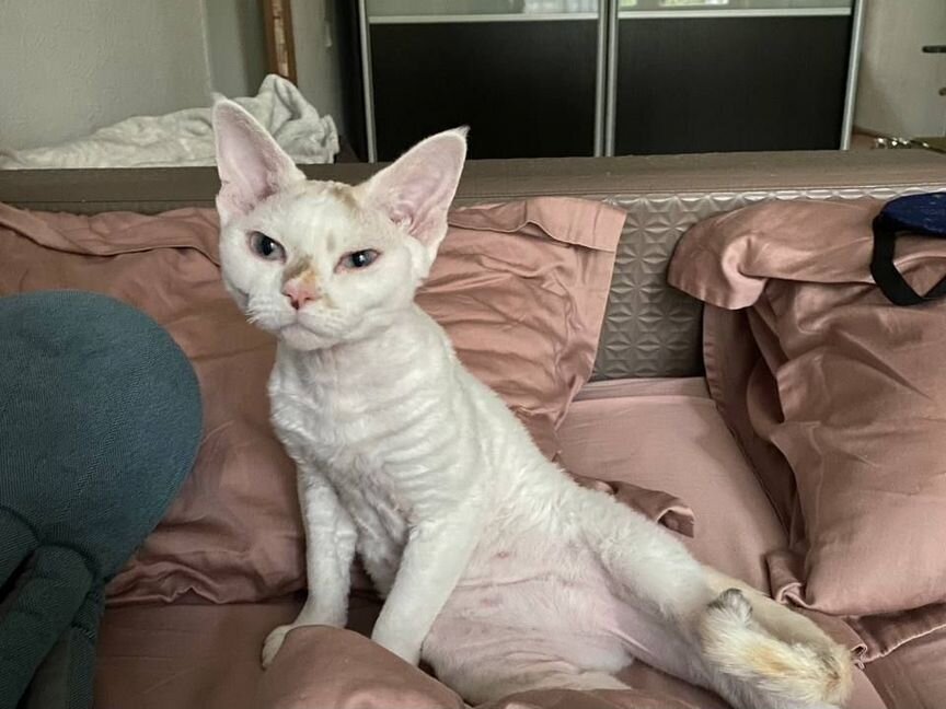 Девон-рекс кошка