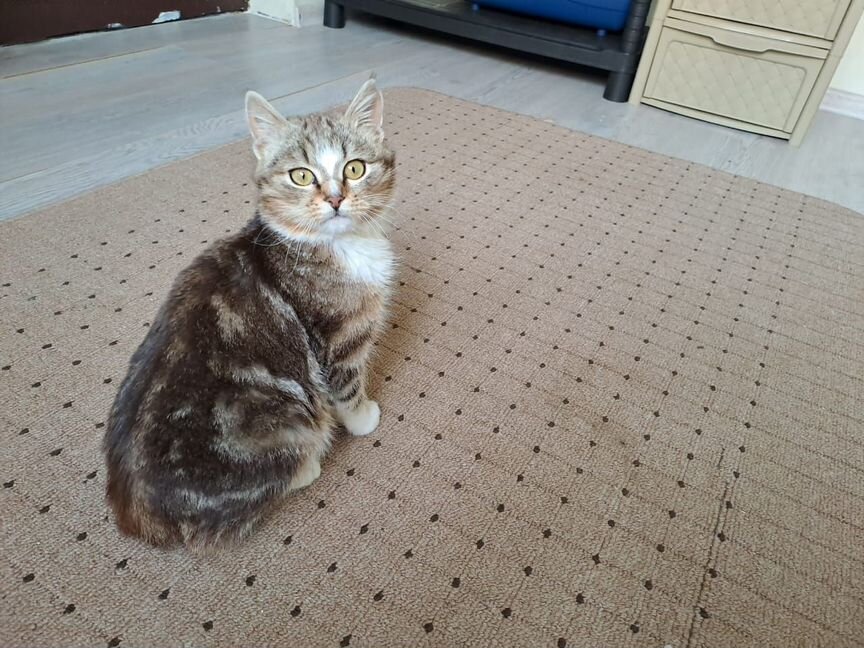 Котёнок в добрые руки