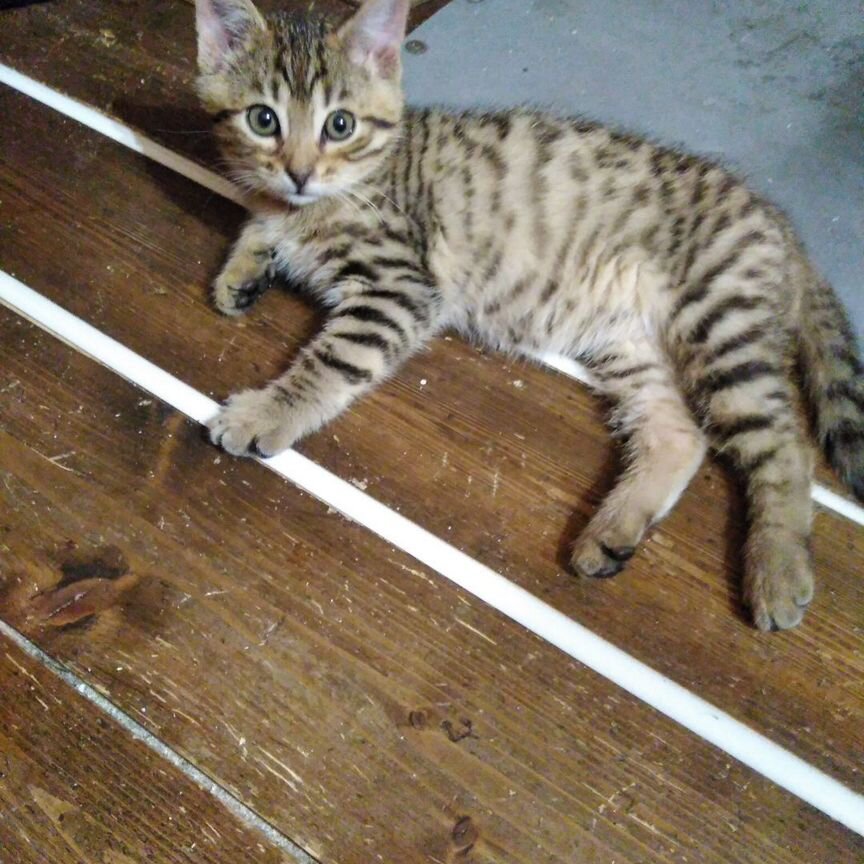 Котята в добрые руки бесплатно мальчики
