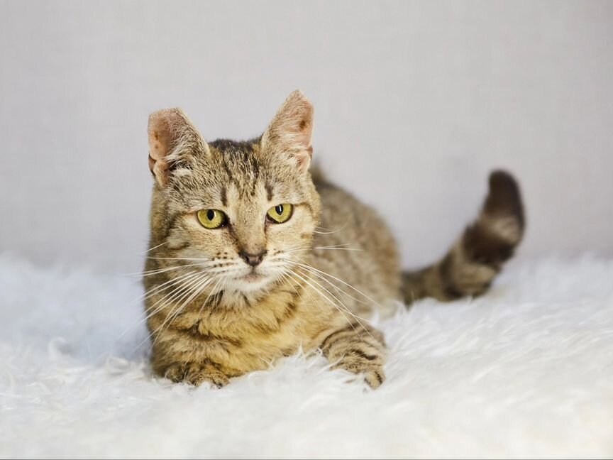 В добрые руки серьёзная кошечка Рози