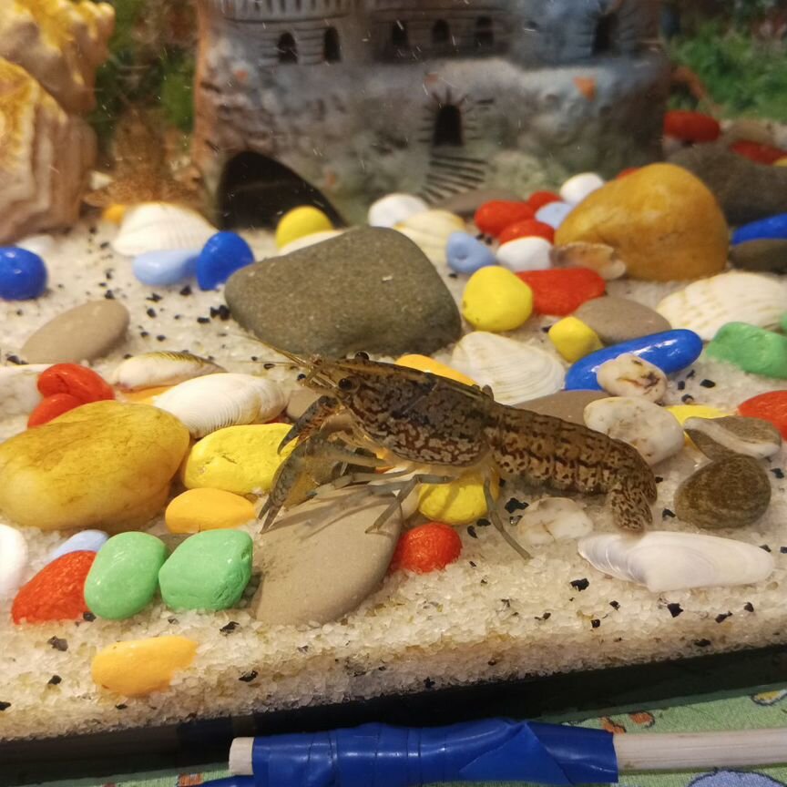 Продам живые раки