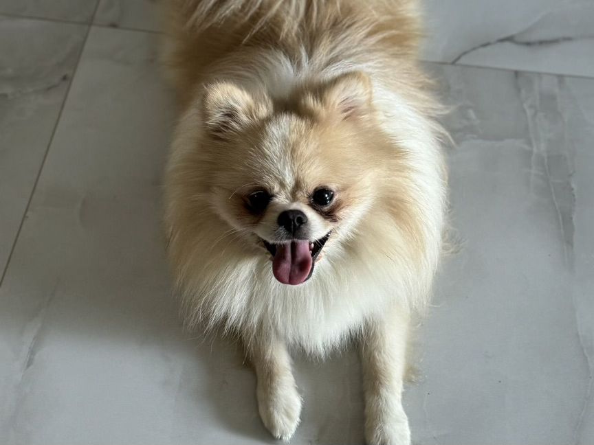 Померанский шпиц