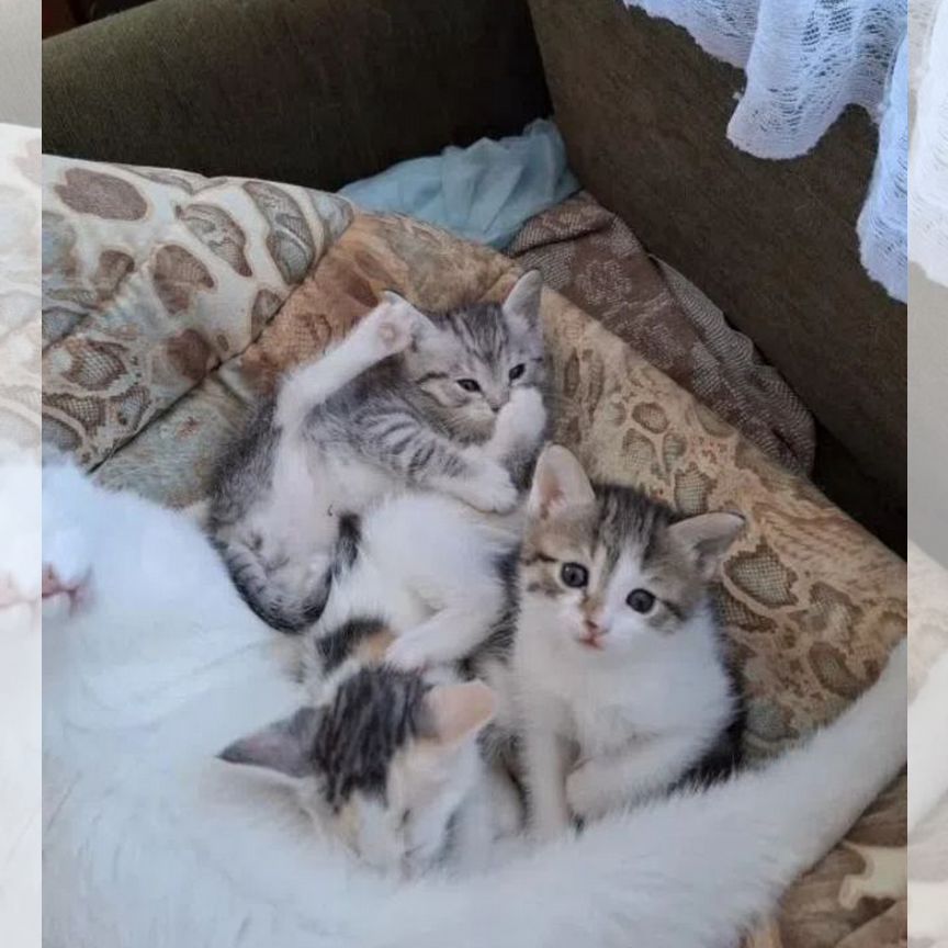 Котёнок в добрые руки