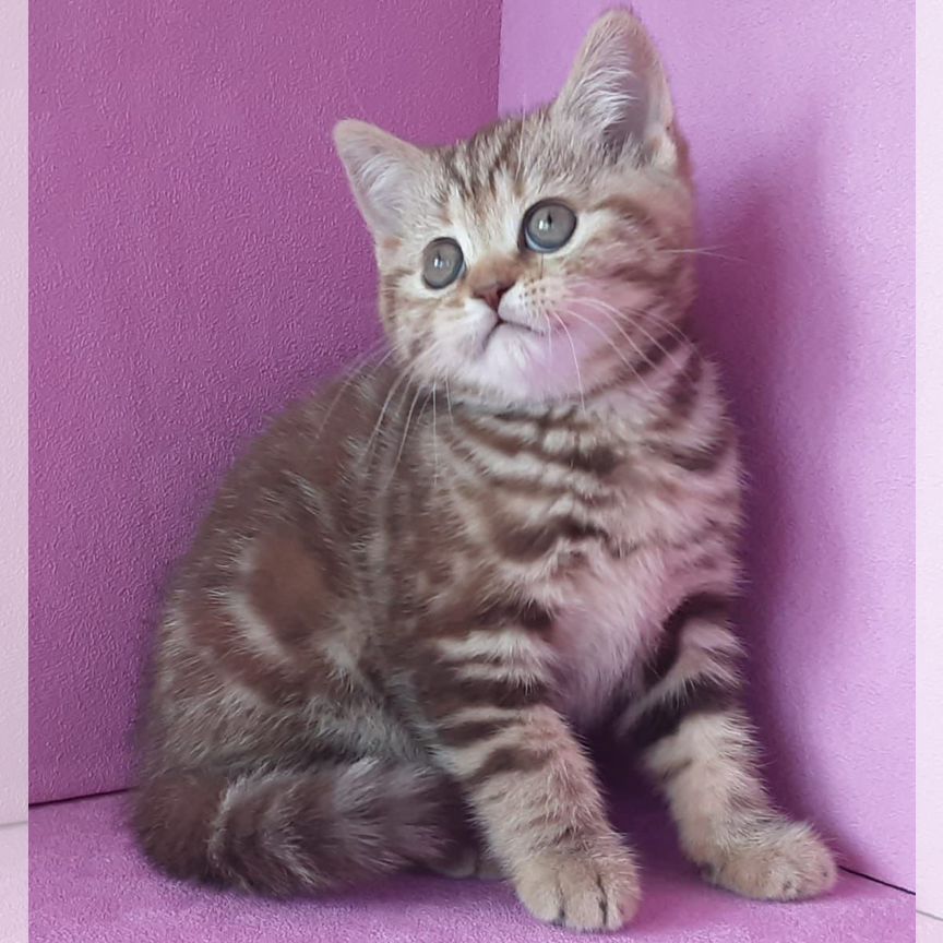 Британский короткошёрстный котёнок