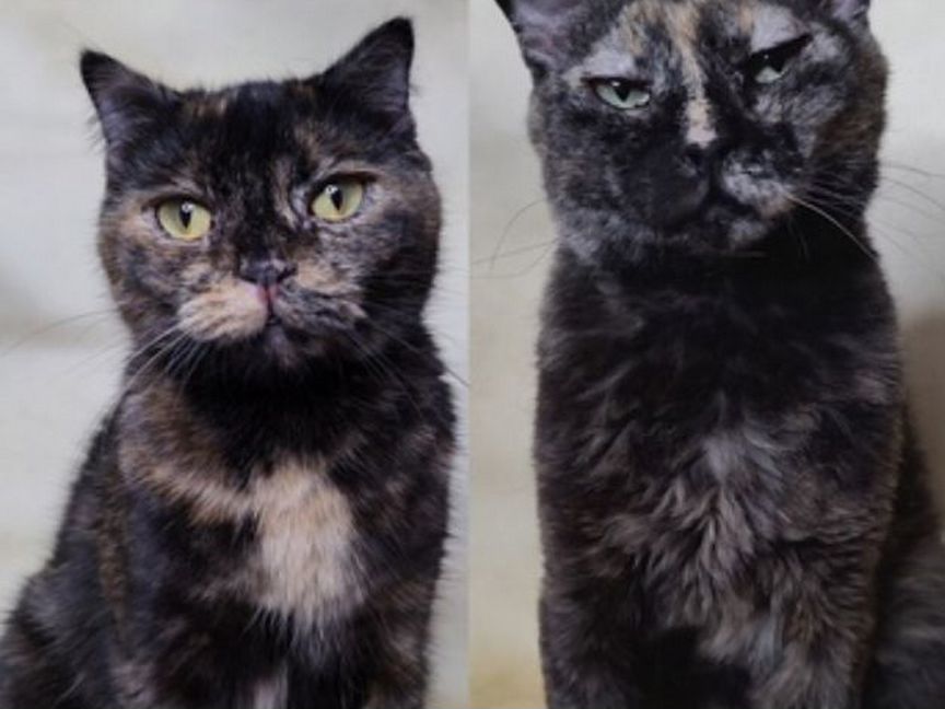 Ищут дом замечательные кошечки