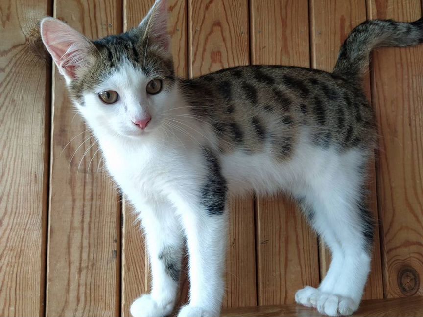 Милые котятки, отлично знают лоток