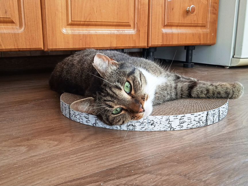 Киса Василиса