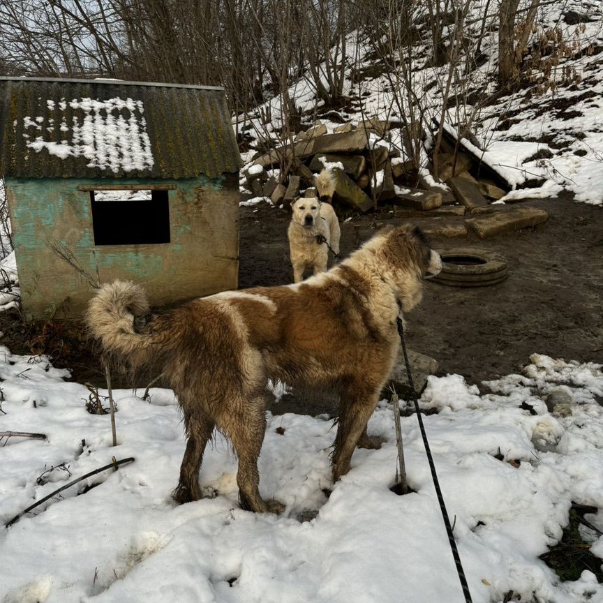 Кавказский волкодав