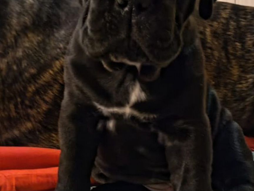 Щенки кане Корсо