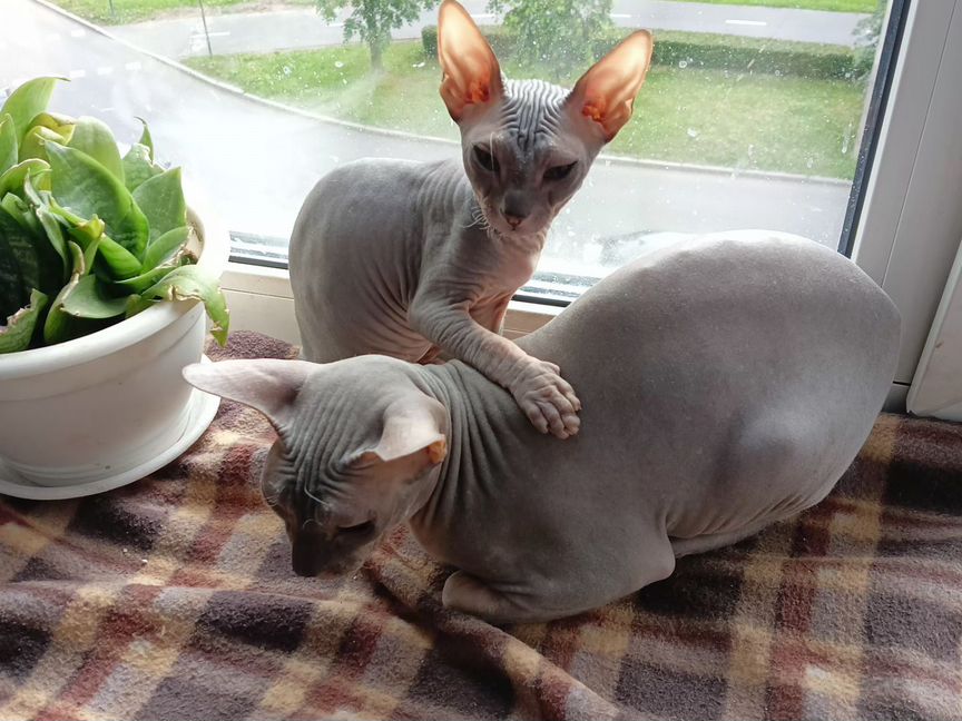 Домашние животные котята