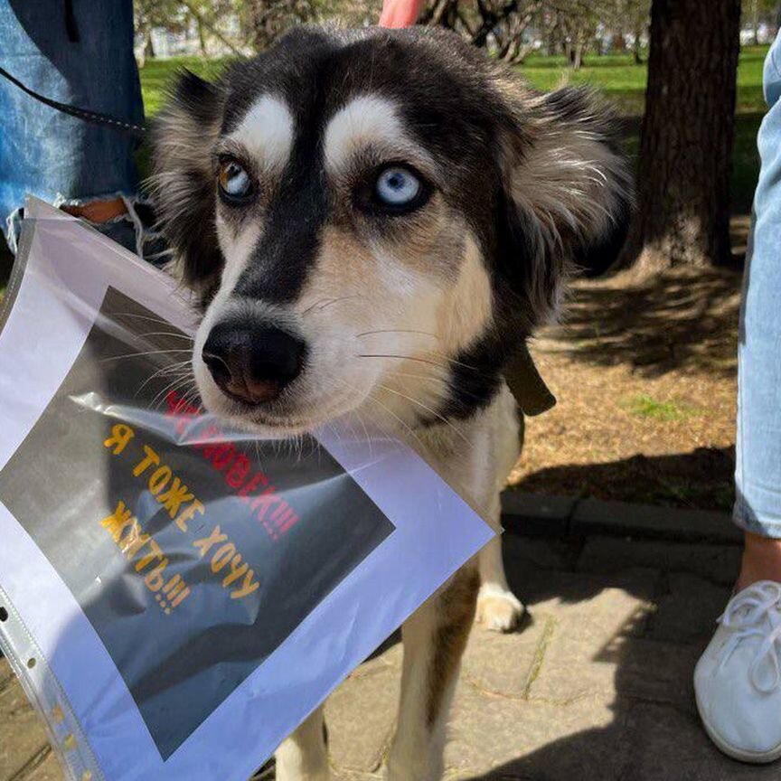 Собачке нужен дом