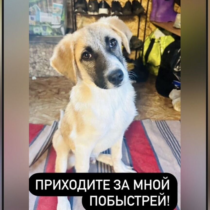 Щенок в добрые руки бесплатно