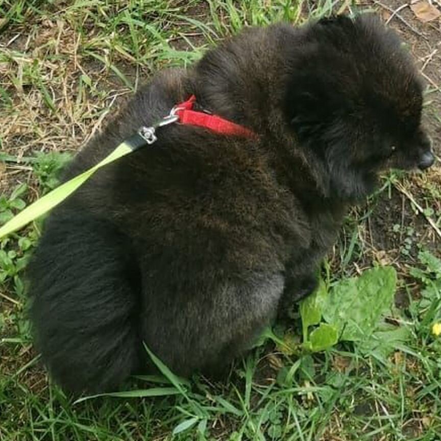 Померанский шпиц, взрослая собака