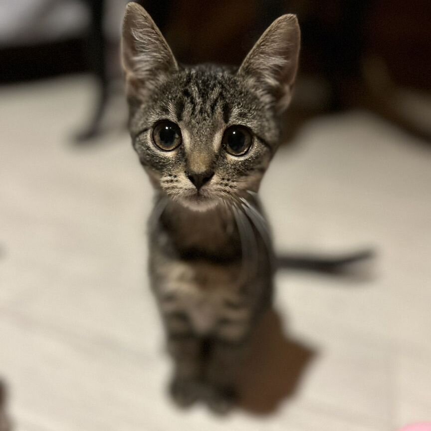 Котенок-Тигренок