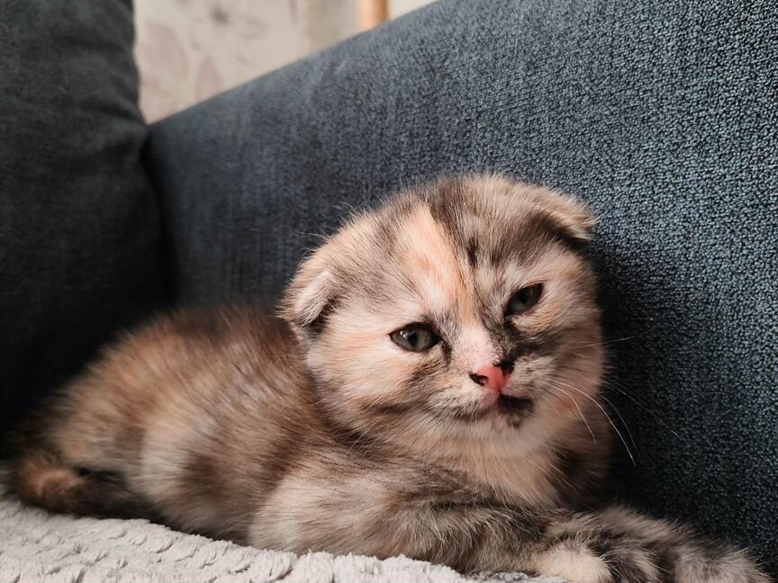 Шотландская