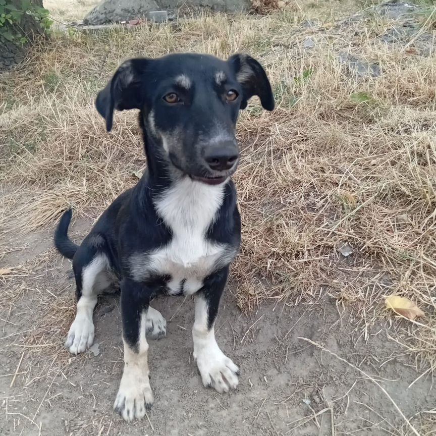 Коротколапая собачка в добрые руки