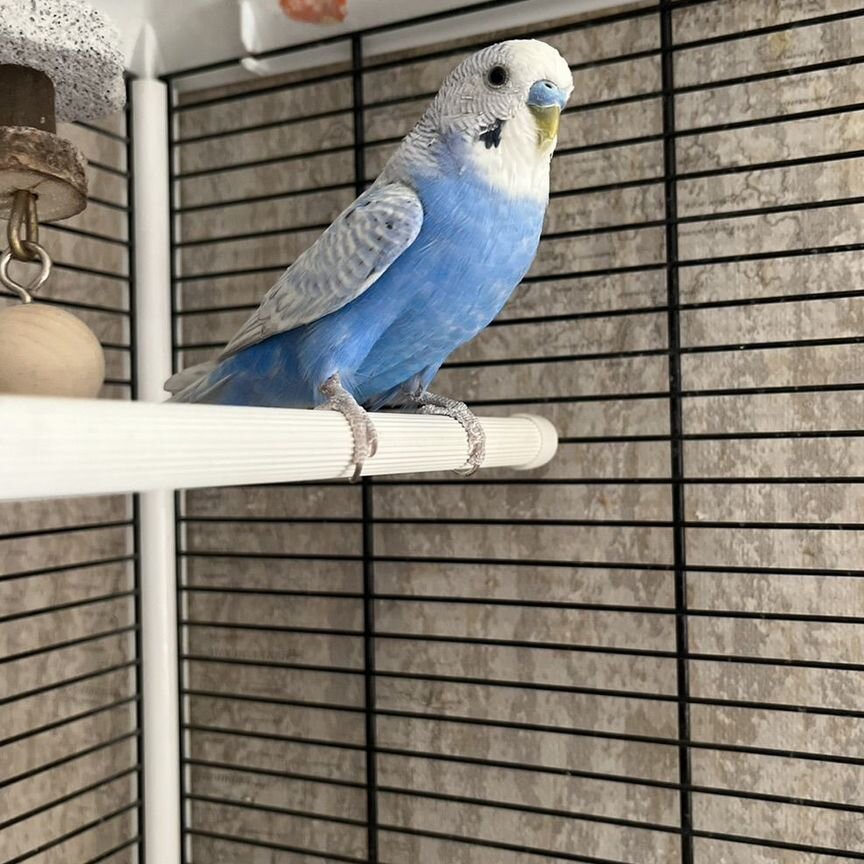 Волнистый попугай