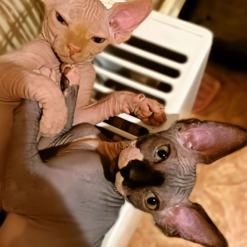 Канадский сфинкс котёнок