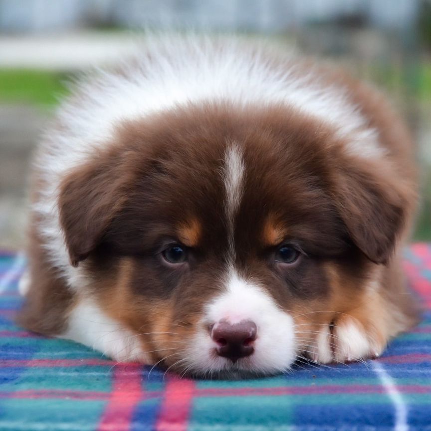 Австралийская овчарка, щенок