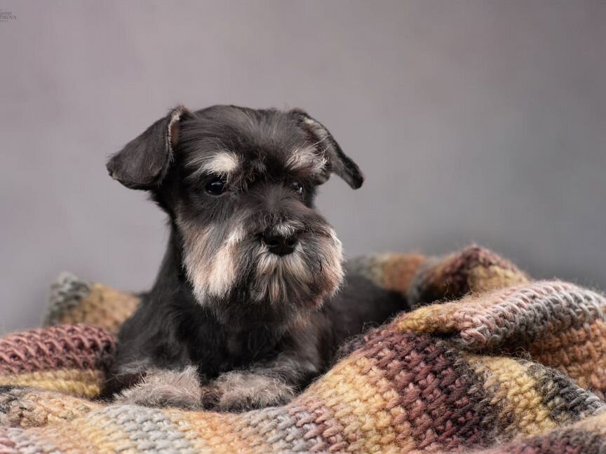 Малышка черная с серебром