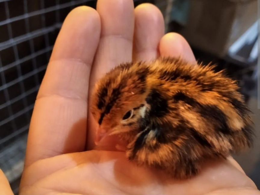 Перепела суточные