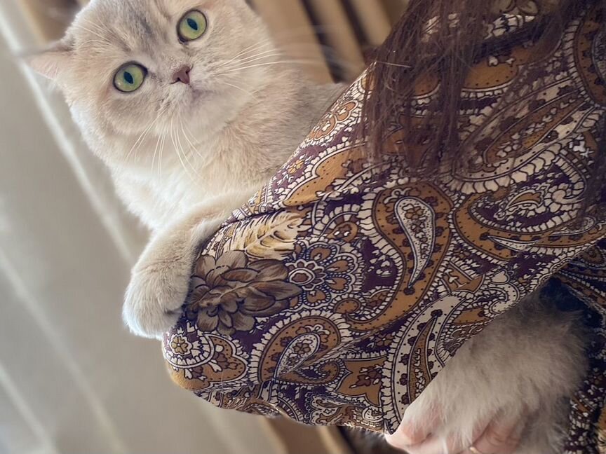 Шотландская леди