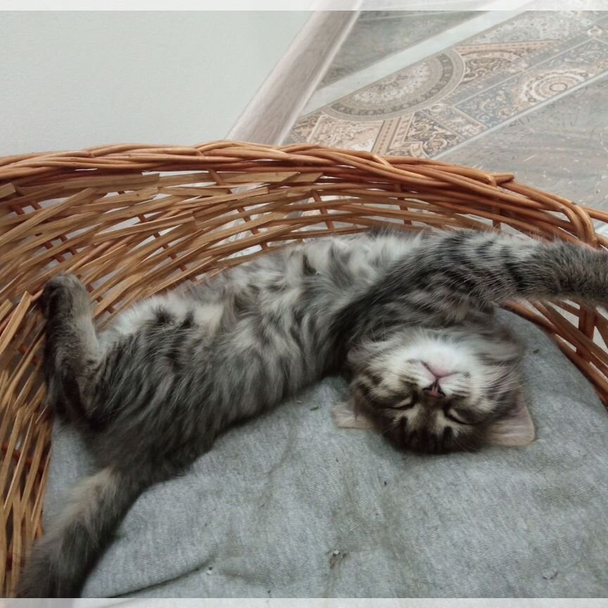 Котёнок в добрые руки