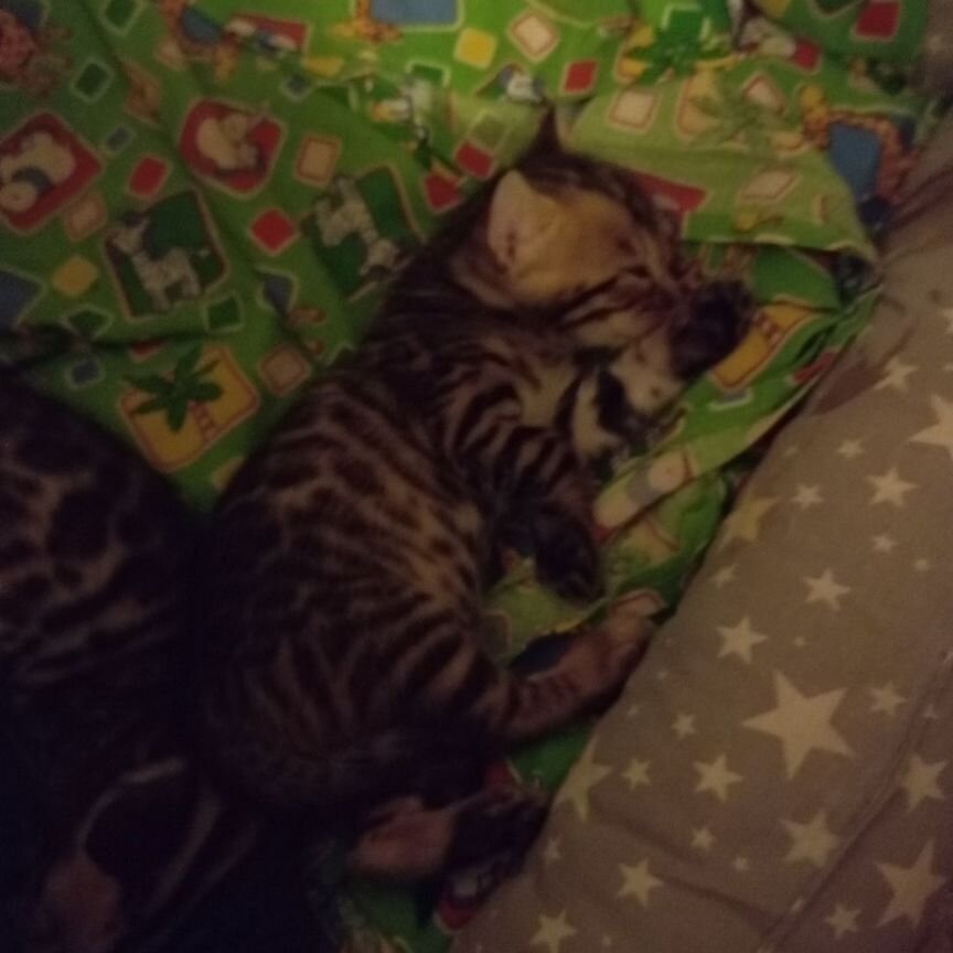 Бенгальские котята