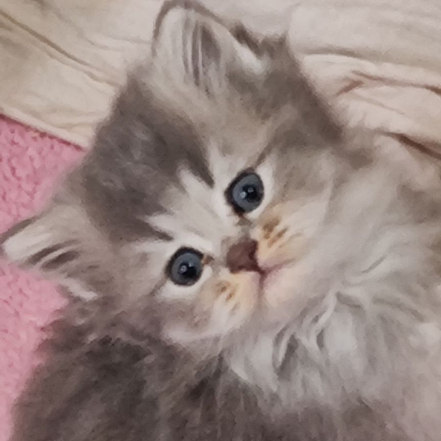 Британские котята