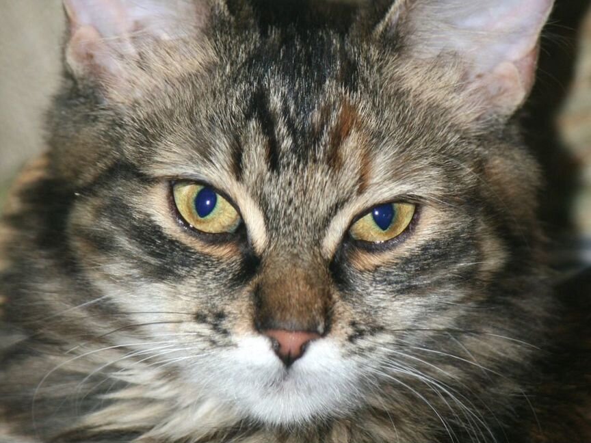 В добрые руки очень ласковая кошка