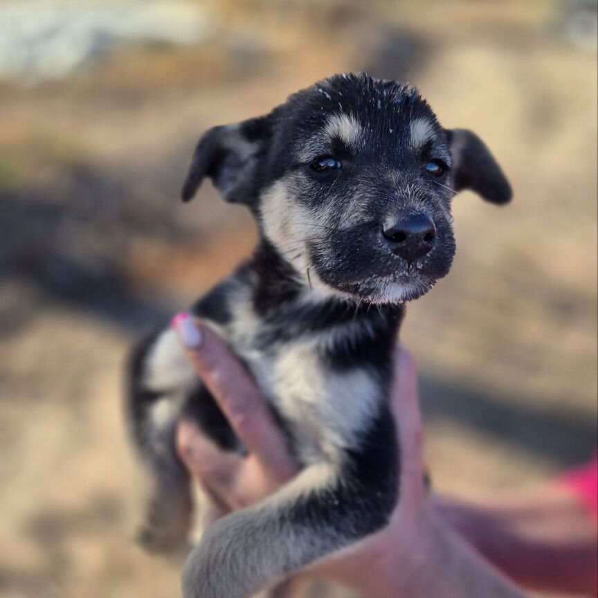 Щенки в дар