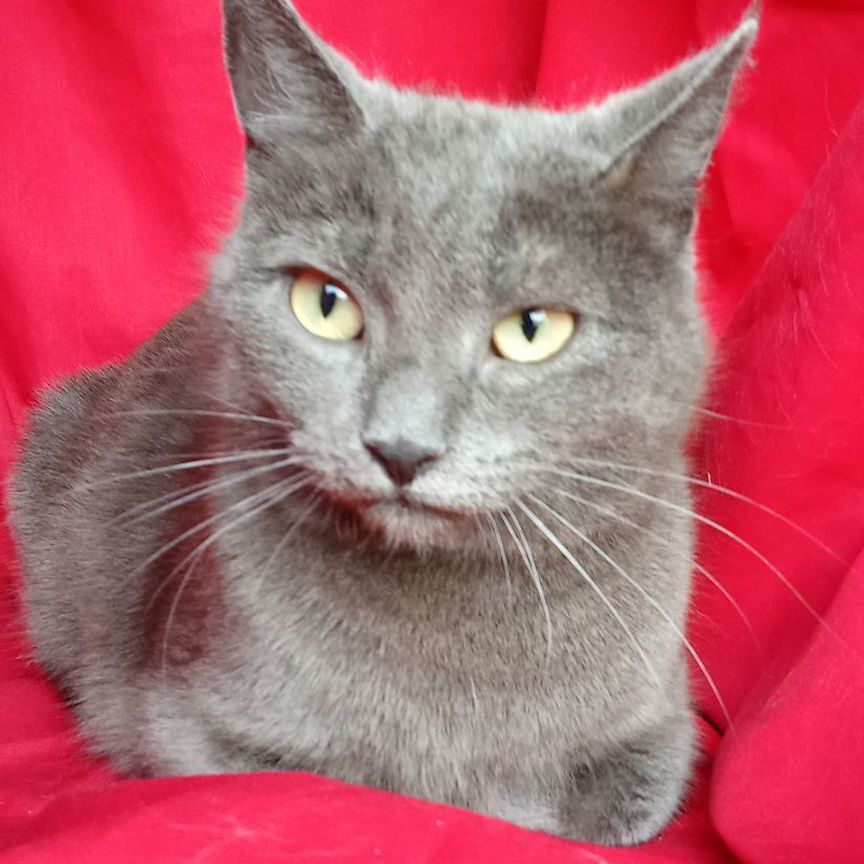 Кошечка британская в добрые руки