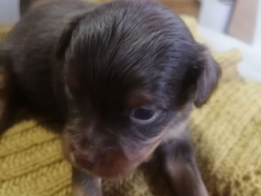 Щенки тойтерьера