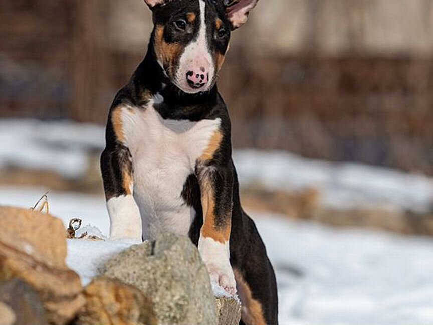 Стандартный бультерьер